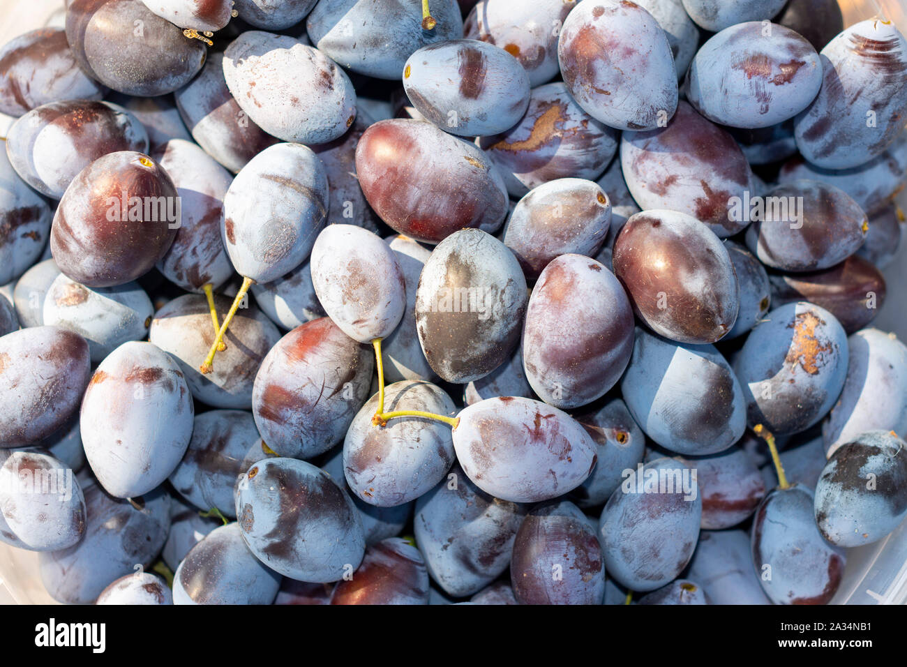 ripe blue plum fruits close-up macro. Harvesting in fall. Background ...