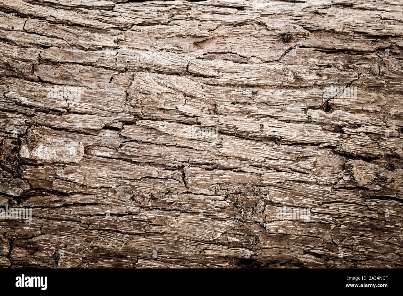 close up grunge tree bark texture background, wooden texture Stock ...