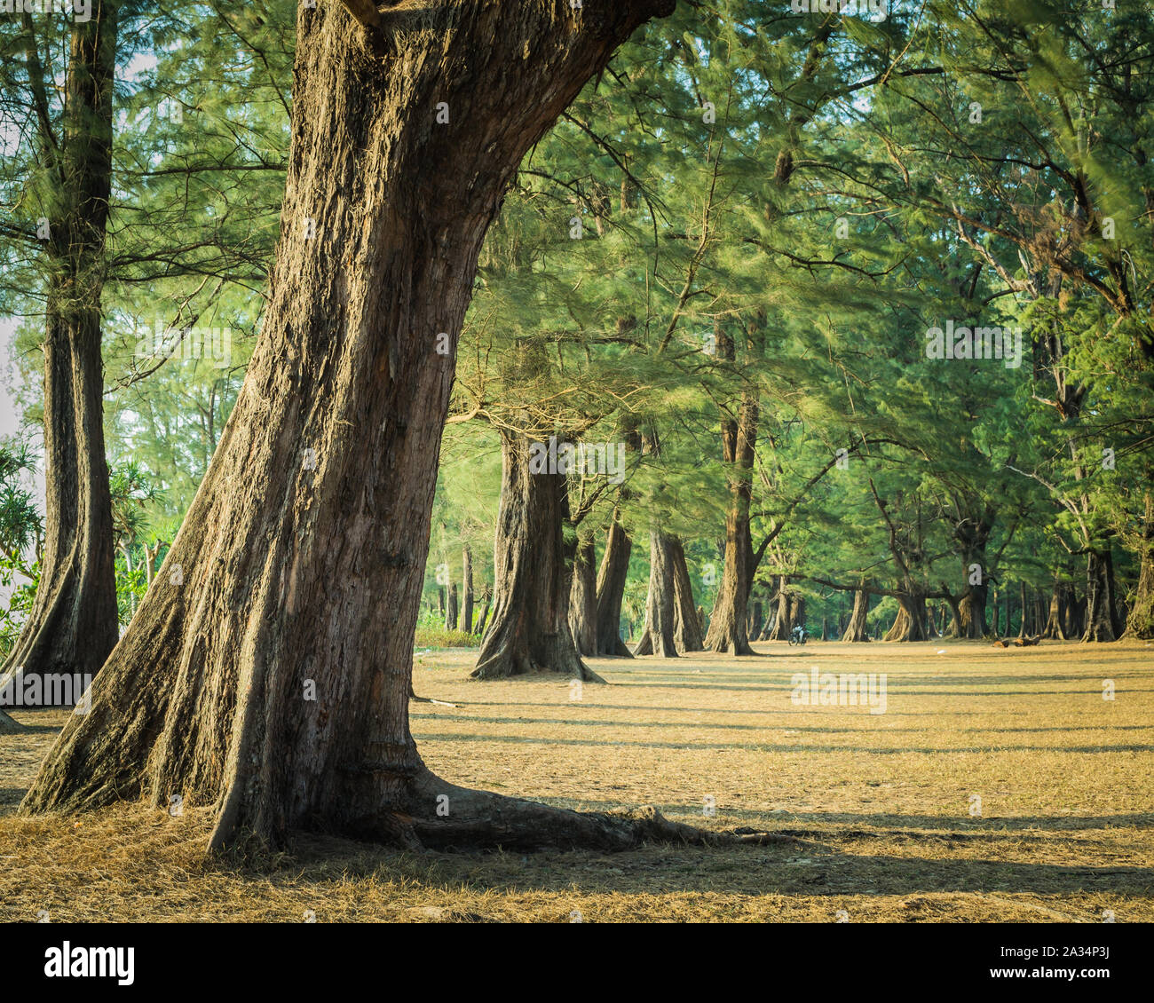 You yang national park hi-res stock photography and images - Alamy