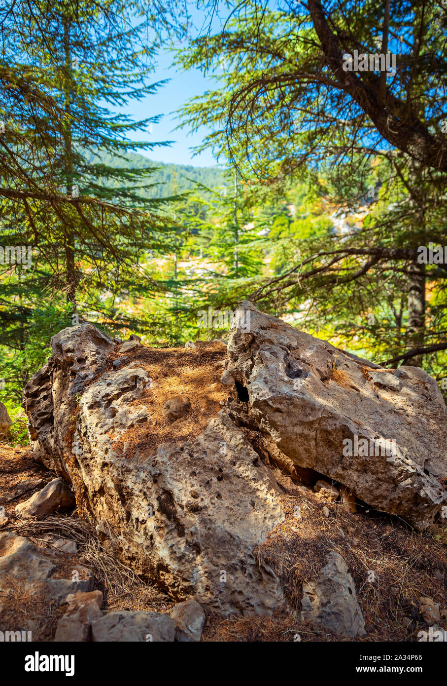 Beautiful landscape of an old cedar trees in the mountains, amazing ...