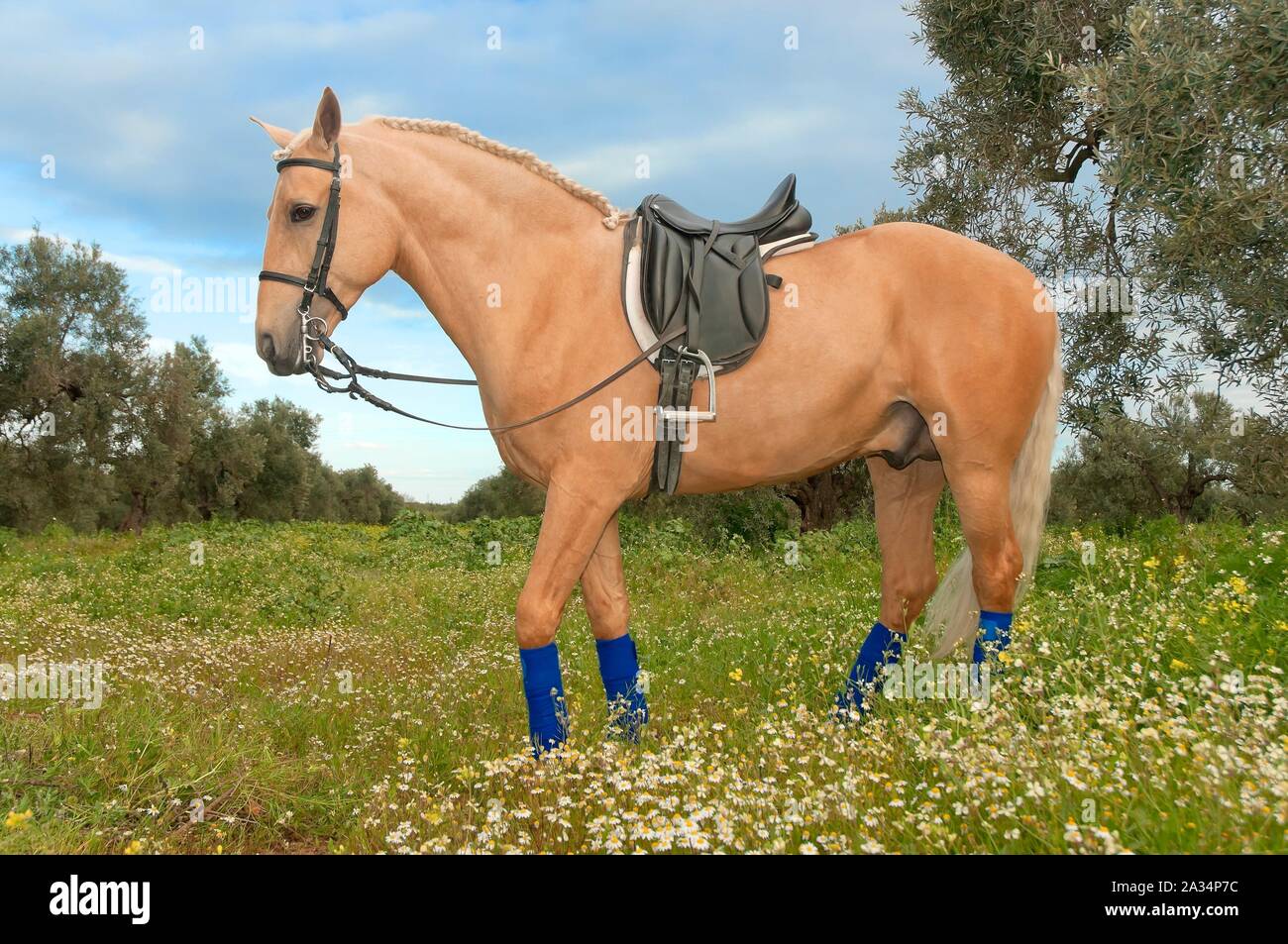 Tan Horse With Black Mane