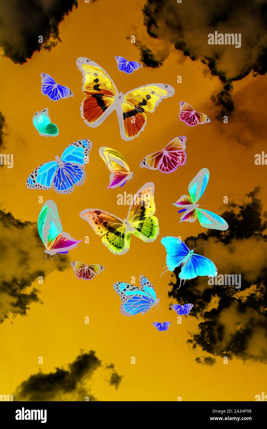 sky and beautiful butterfly Stock Photo - Alamy