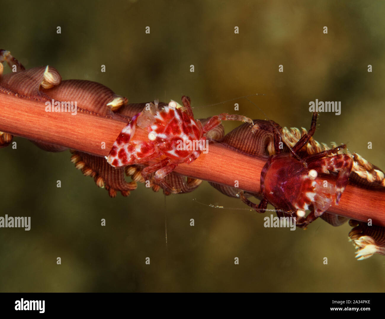 Picta hi-res stock photography and images - Alamy