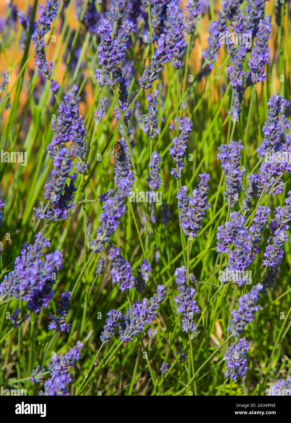 Aromaticas hierbas hi-res stock photography and images - Alamy