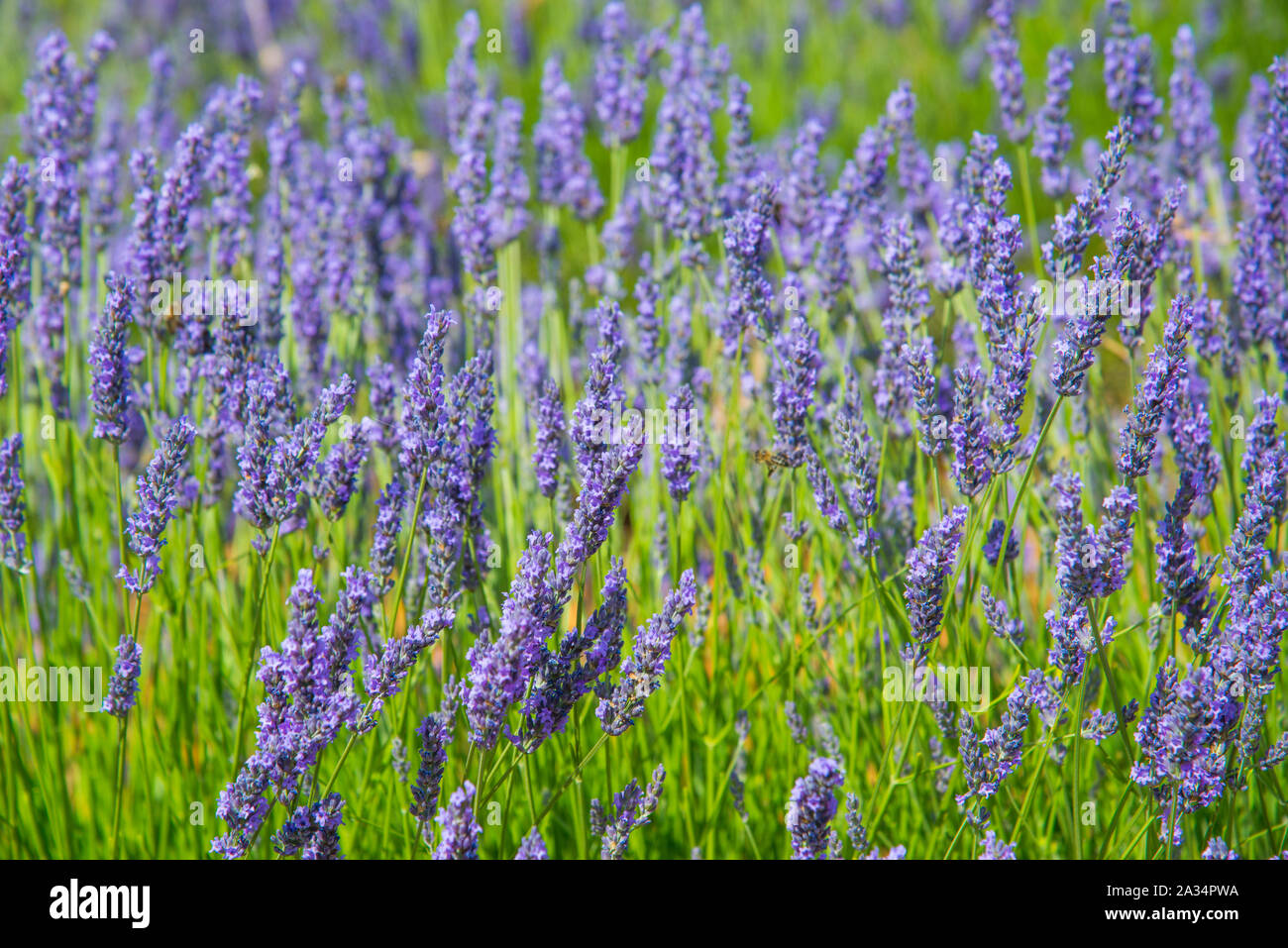 Lavanda en flor hi-res stock photography and images - Alamy