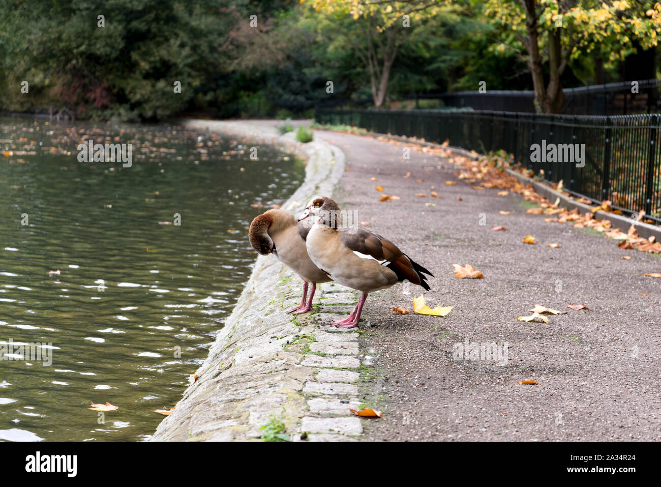 Two beautiful native birds near a boating lake in Battersea Park ...