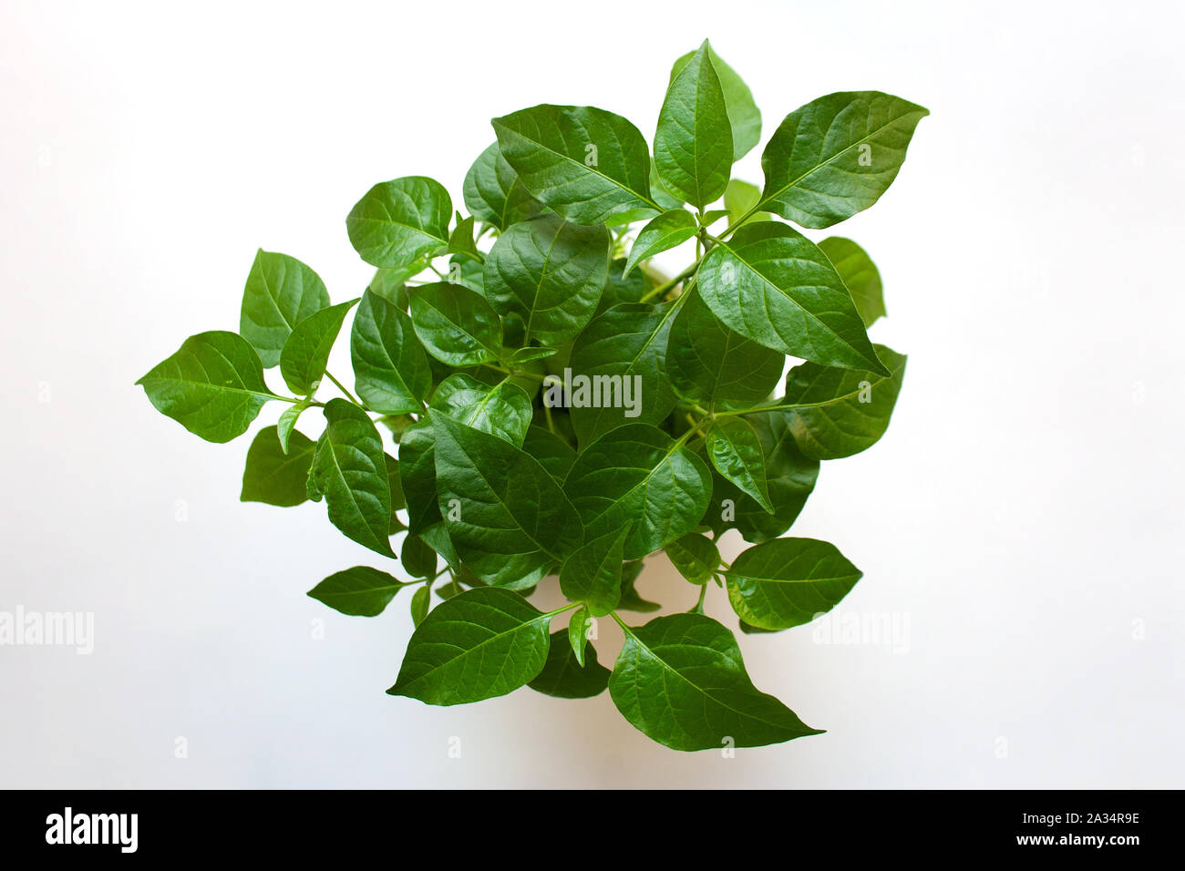 Chili pepper sprouts with green leaves isolated on white background ...