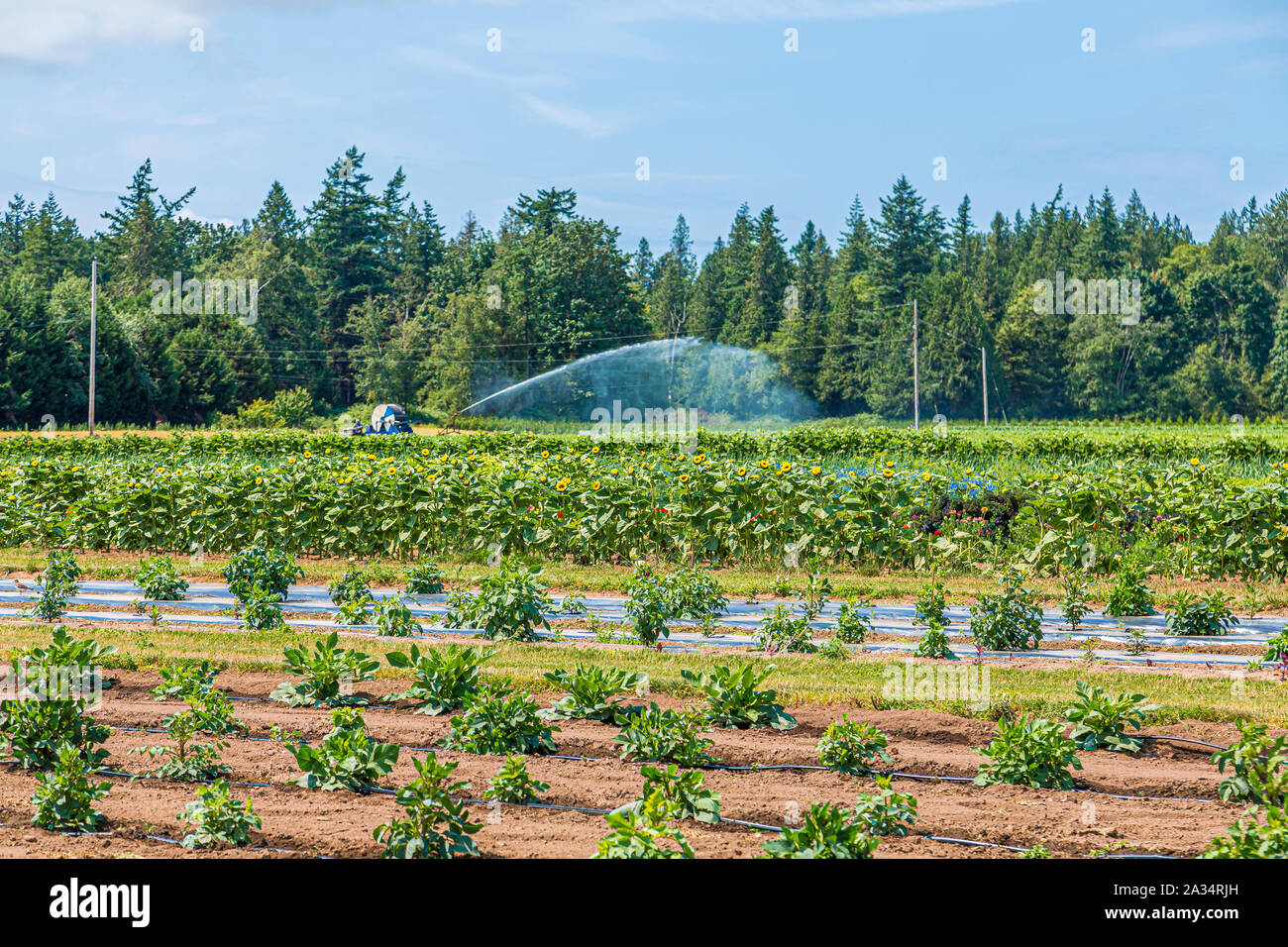 Irrigating a Flower Farm Stock Photo - Alamy
