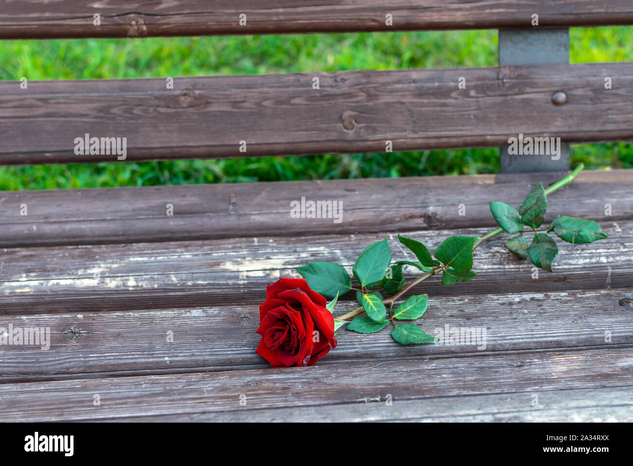 Red rose left to wither on a bench as a symbol of separation and ...