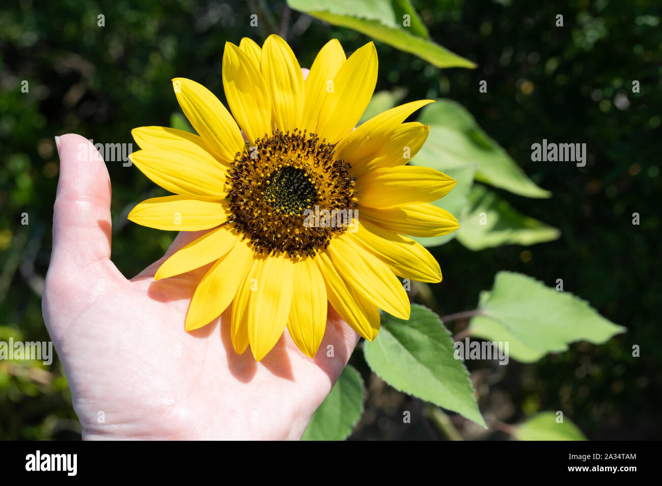 Childs hand holding a home grown sunflower Stock Photo - Alamy