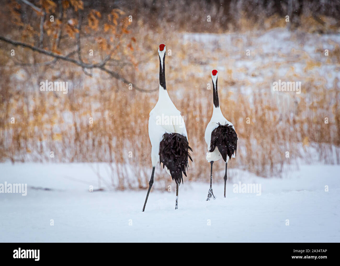Japanese red crowned crane hi-res stock photography and images - Alamy