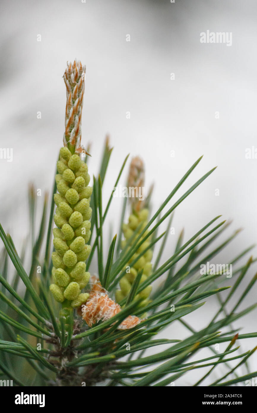 Evergreen tree buds hi-res stock photography and images - Alamy