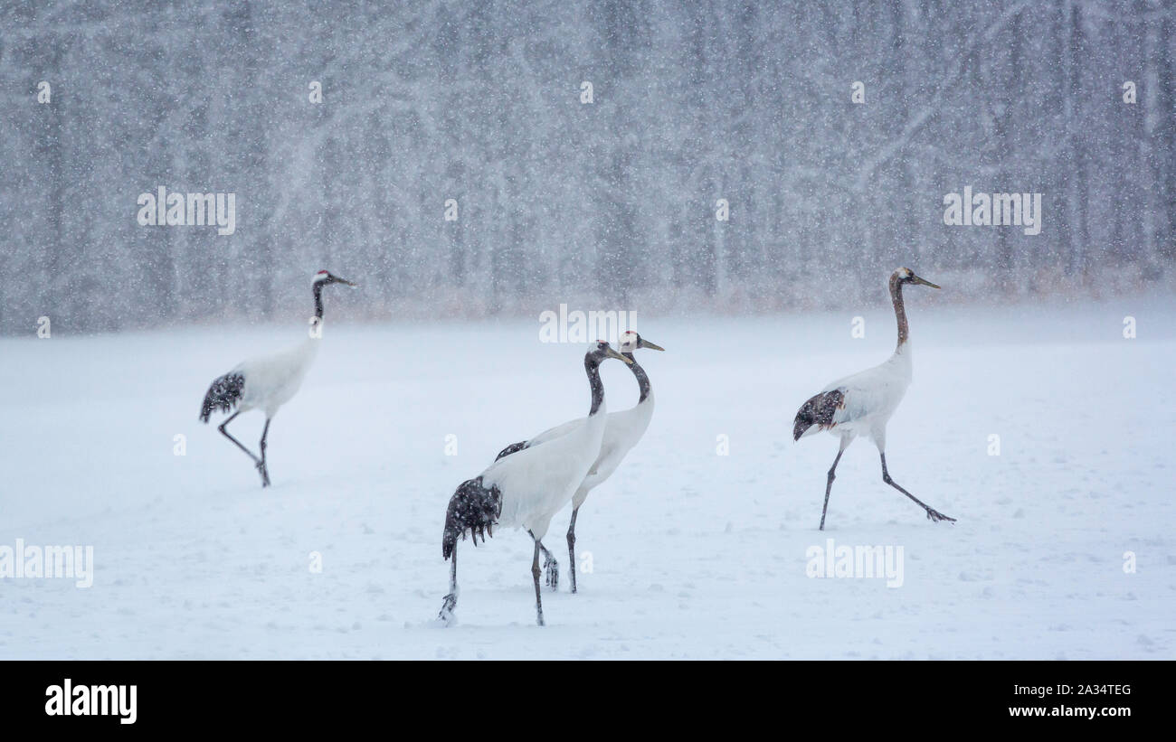 Japanese red crowned crane hi-res stock photography and images - Alamy