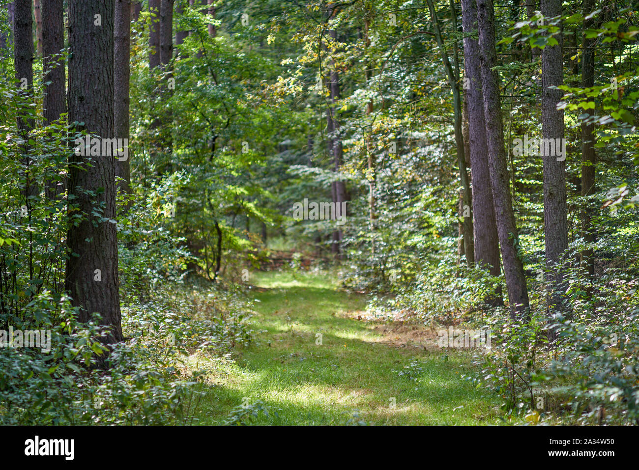 Central European forest in the early autumn Stock Photo - Alamy