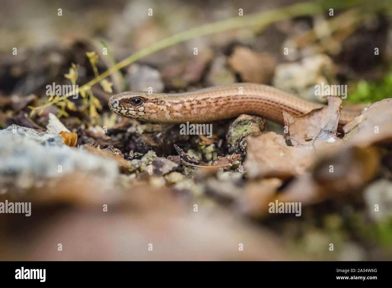 Close up encounter with fragile brown and beige legless lizard, a ...