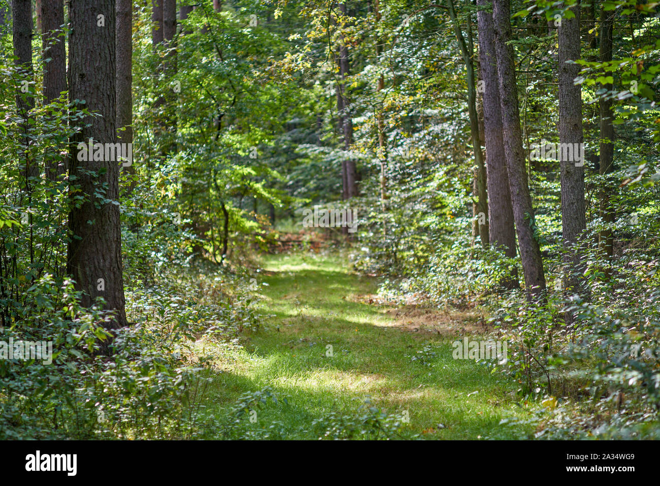 Central european forest hi-res stock photography and images - Alamy