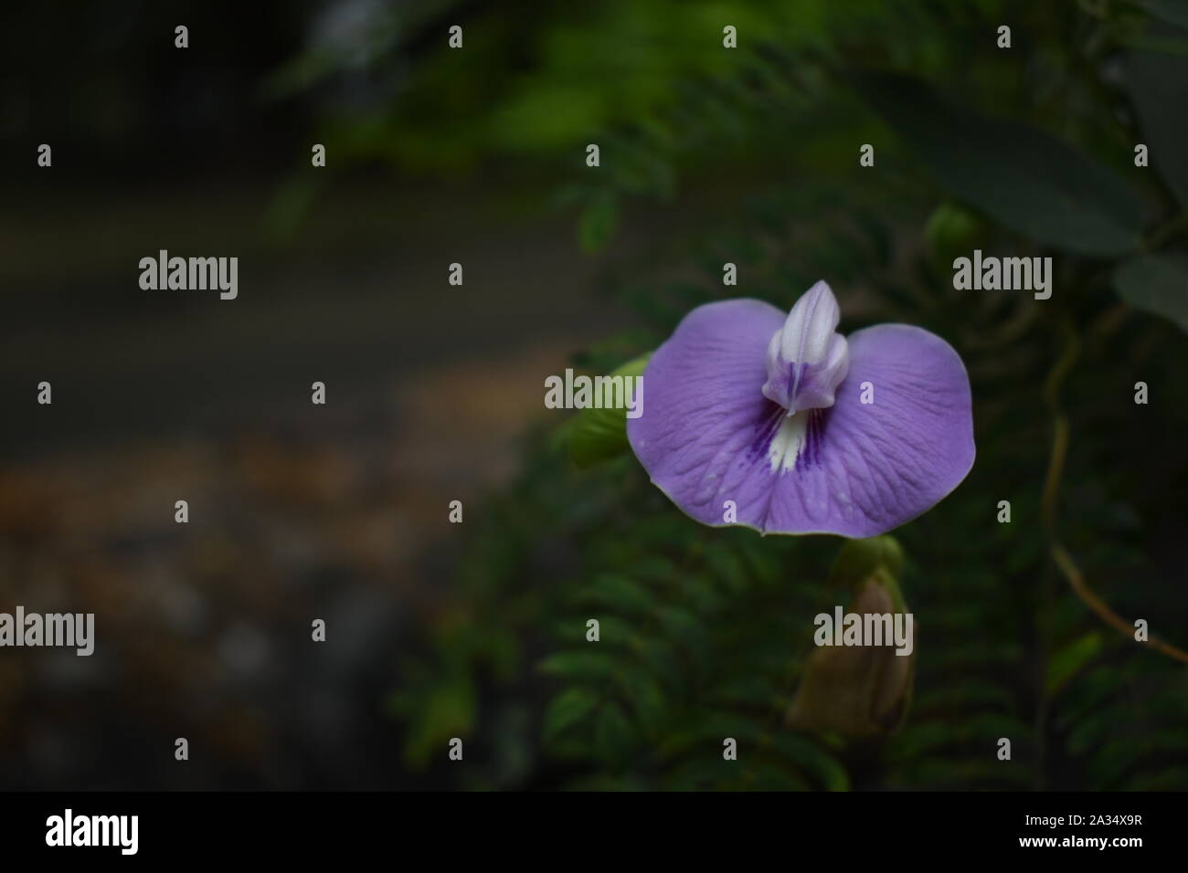 Genital area hi-res stock photography and images - Alamy