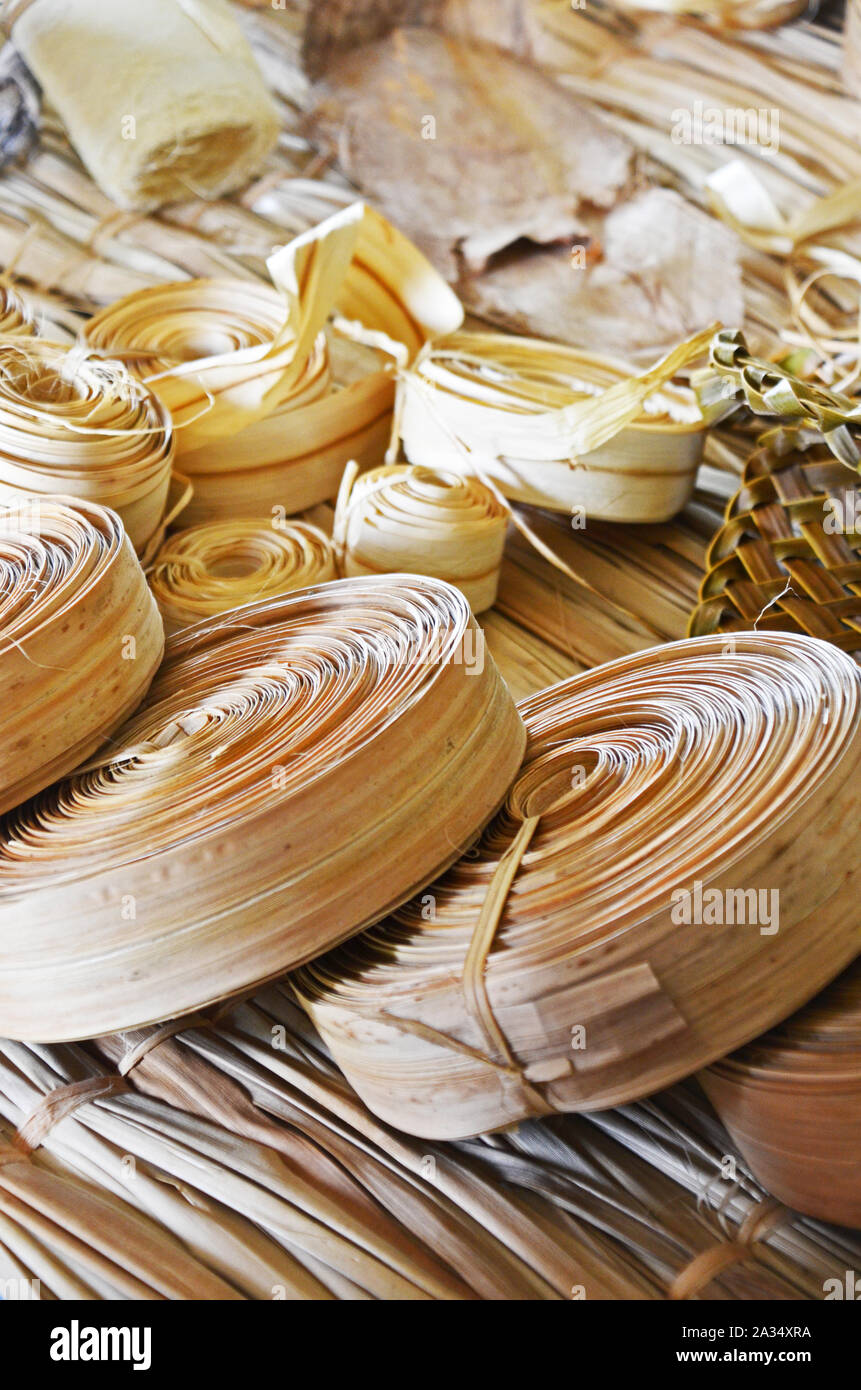 Dried pandanus frond rolled up ready for use in traditional weaving on ...