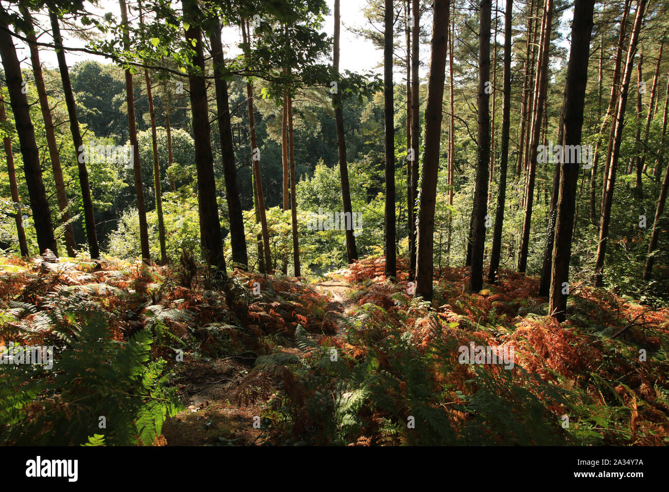 Trees in the wyre forest worcestershire england forest hi-res stock ...