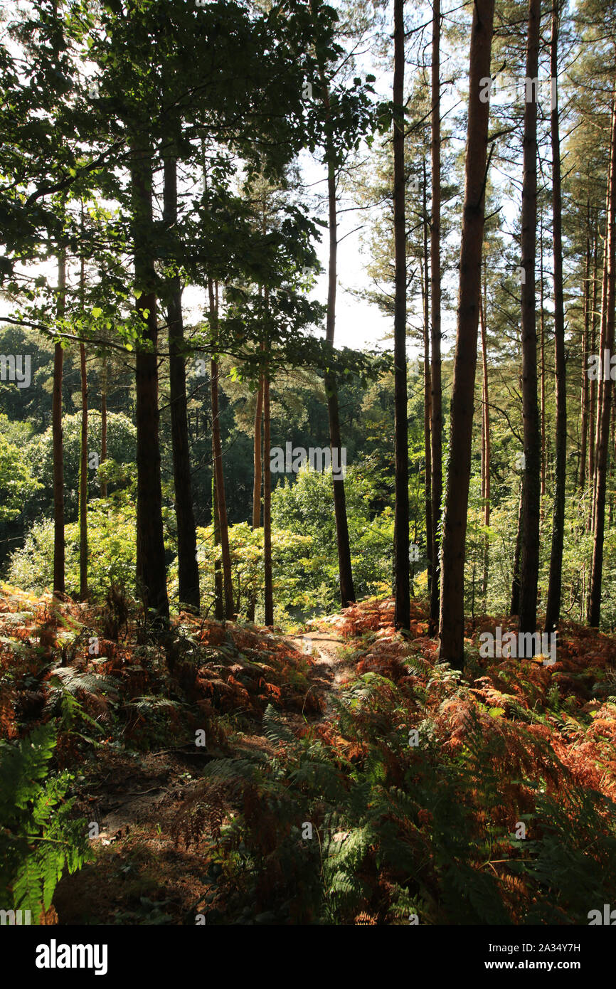 Trees in the wyre forest worcestershire england forest hi-res stock ...