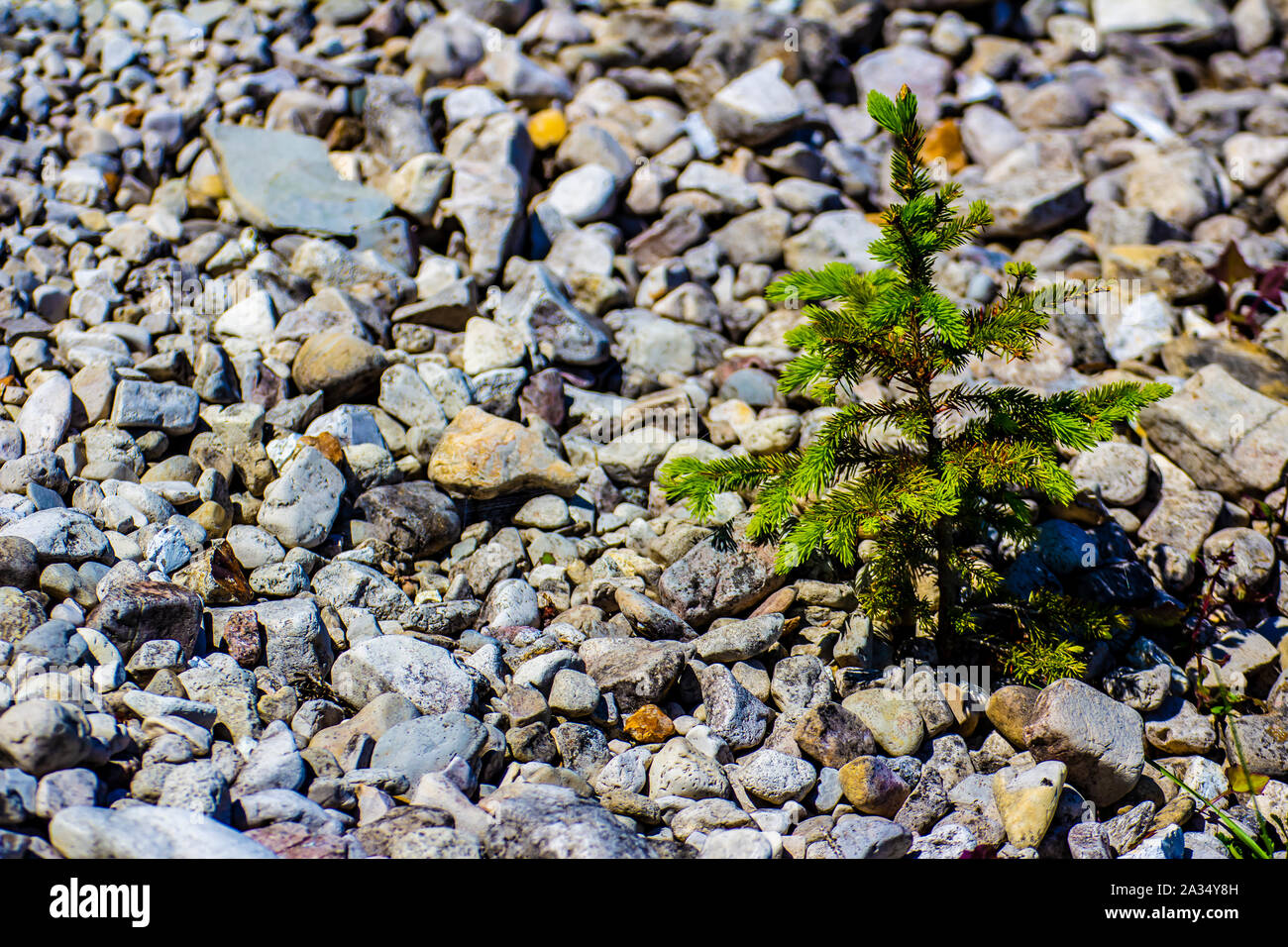 Pine tree growing on beach hi-res stock photography and images - Alamy