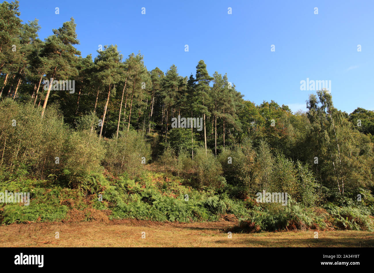 Trees in the wyre forest worcestershire england forest hi-res stock ...
