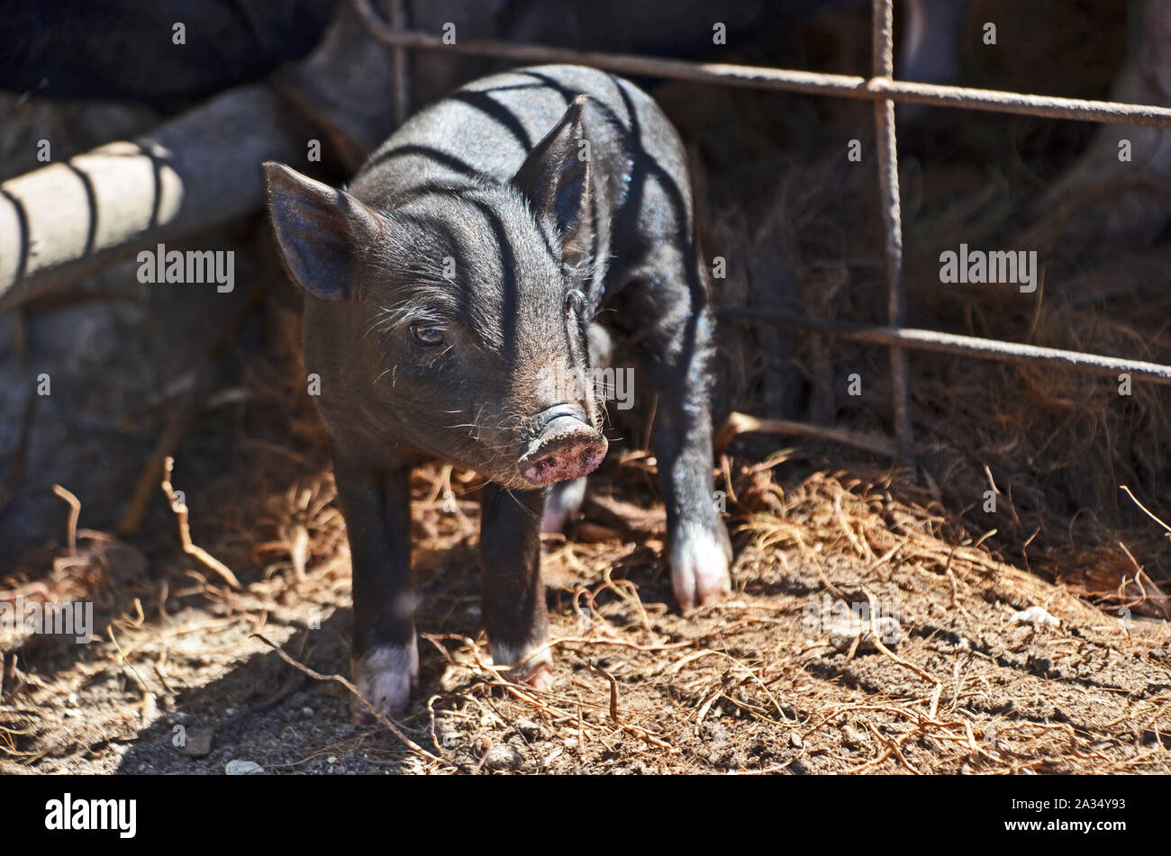 Piglet in a cage on Anaa Atoll, French Polynesia Stock Photo - Alamy