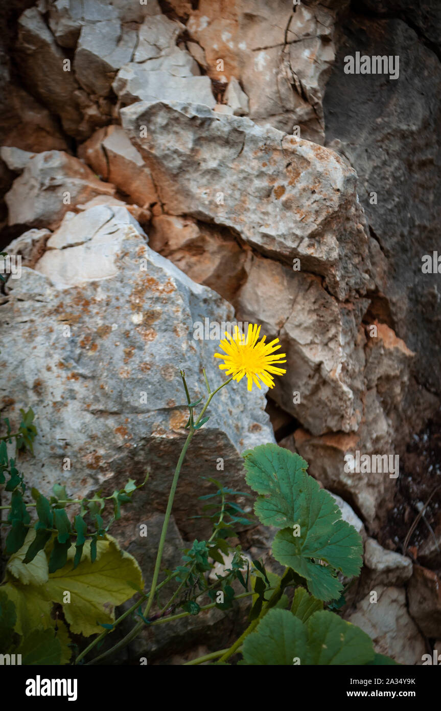 a single yellow dandelion flower broke through the rocks Stock Photo ...