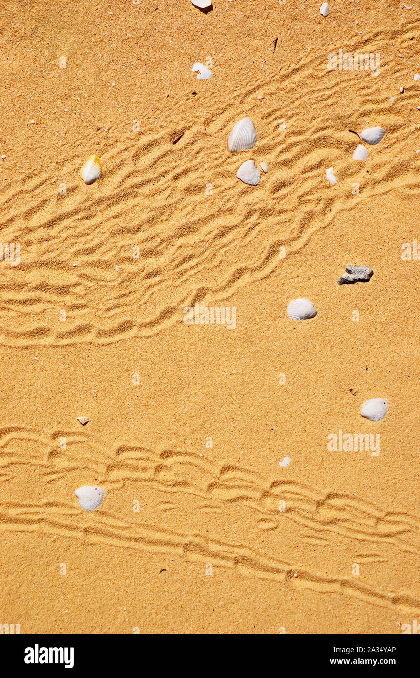 Tracks made by crabs in the sand on Anaa Atoll, French Polynesia Stock ...