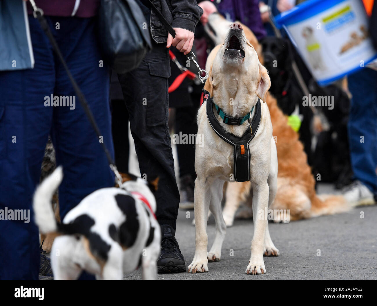 845 guide dogs hi-res stock photography and images - Alamy