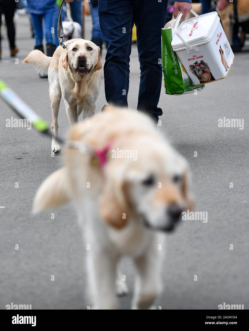 What Happens When A Guide Dog Retired