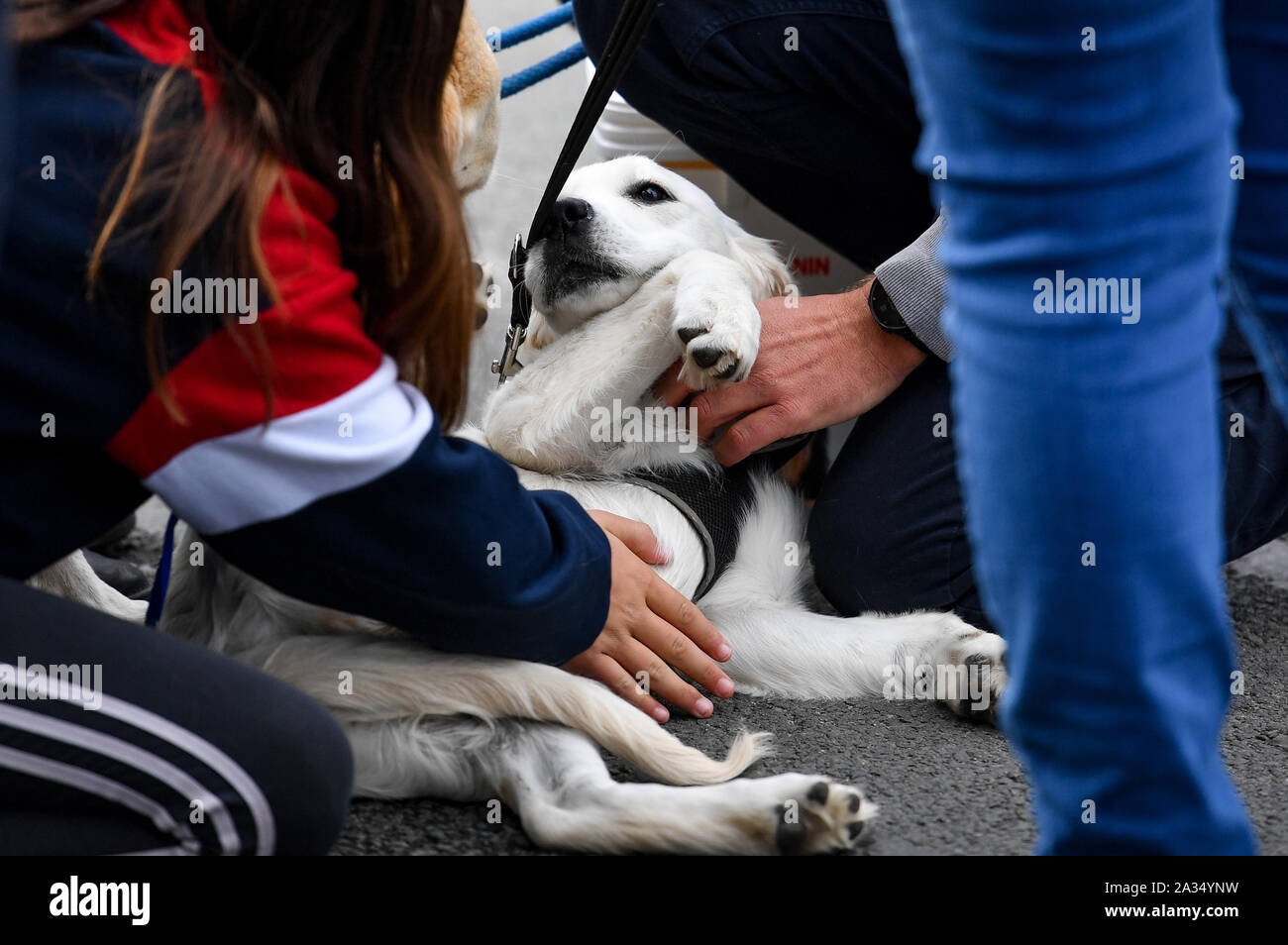 845 guide dogs, retired guide dogs and pet dogs all preparing to take ...