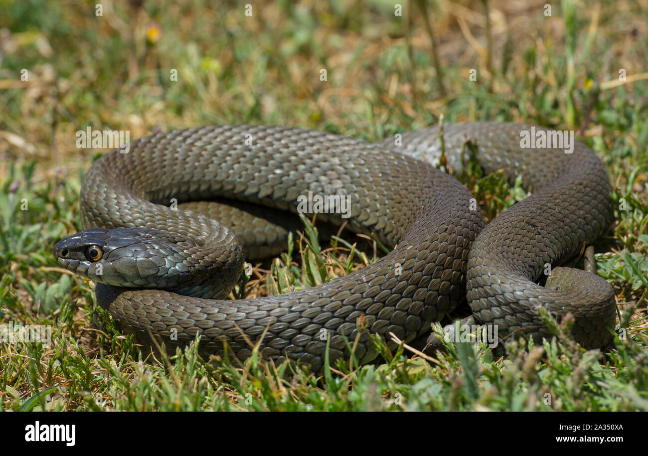 Iberian Grass Snake (Natrix astreptophora) basking in Cantabria ...