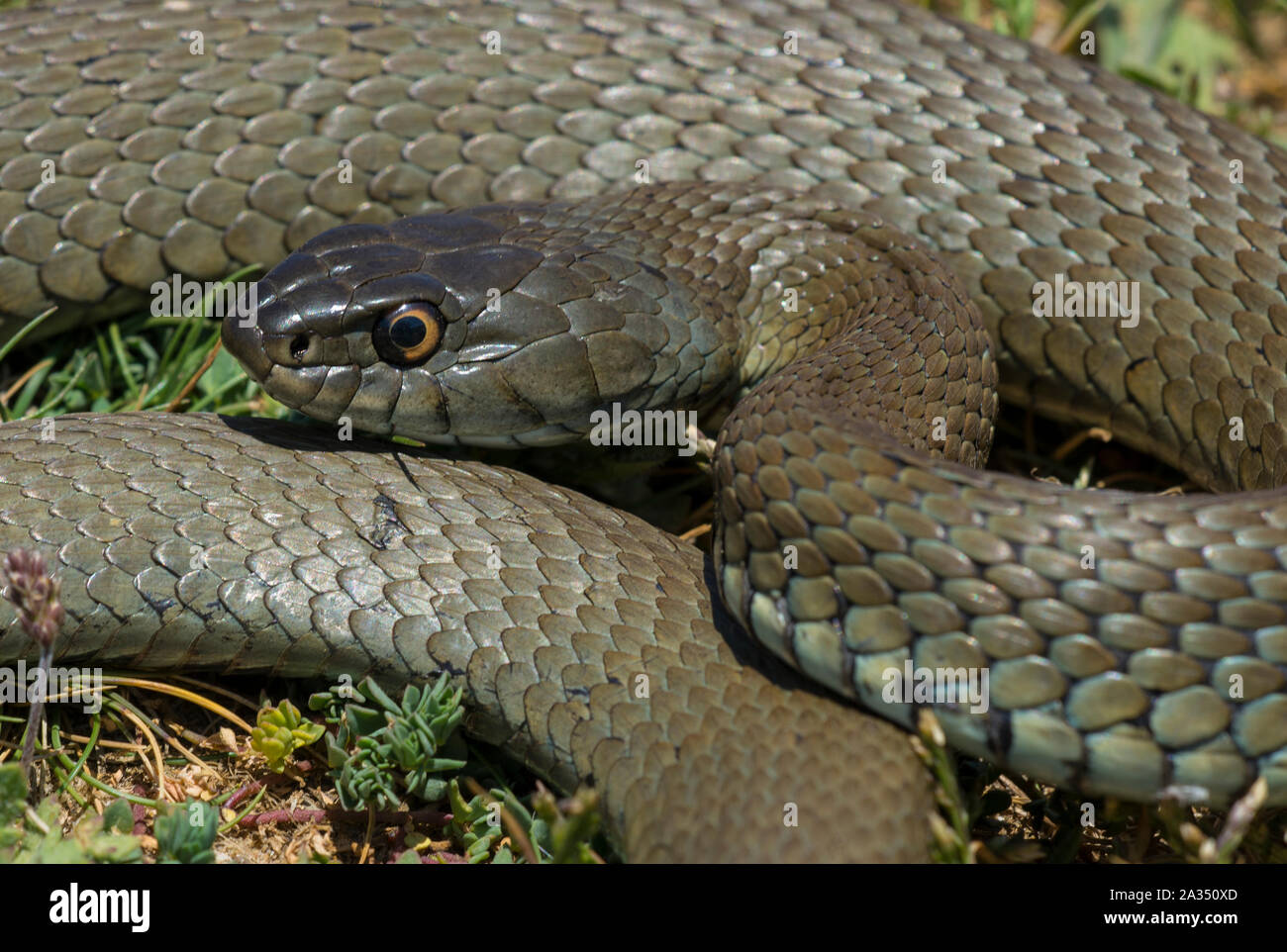 Astreptophora hi-res stock photography and images - Alamy