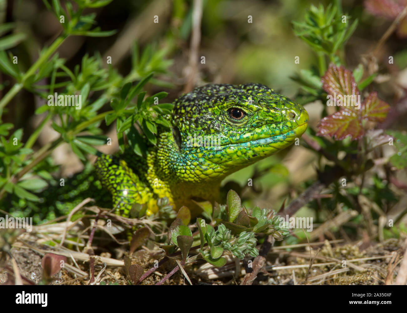 Male Western Green Lizard (Lacerta bilineata) basking in Cantabria ...