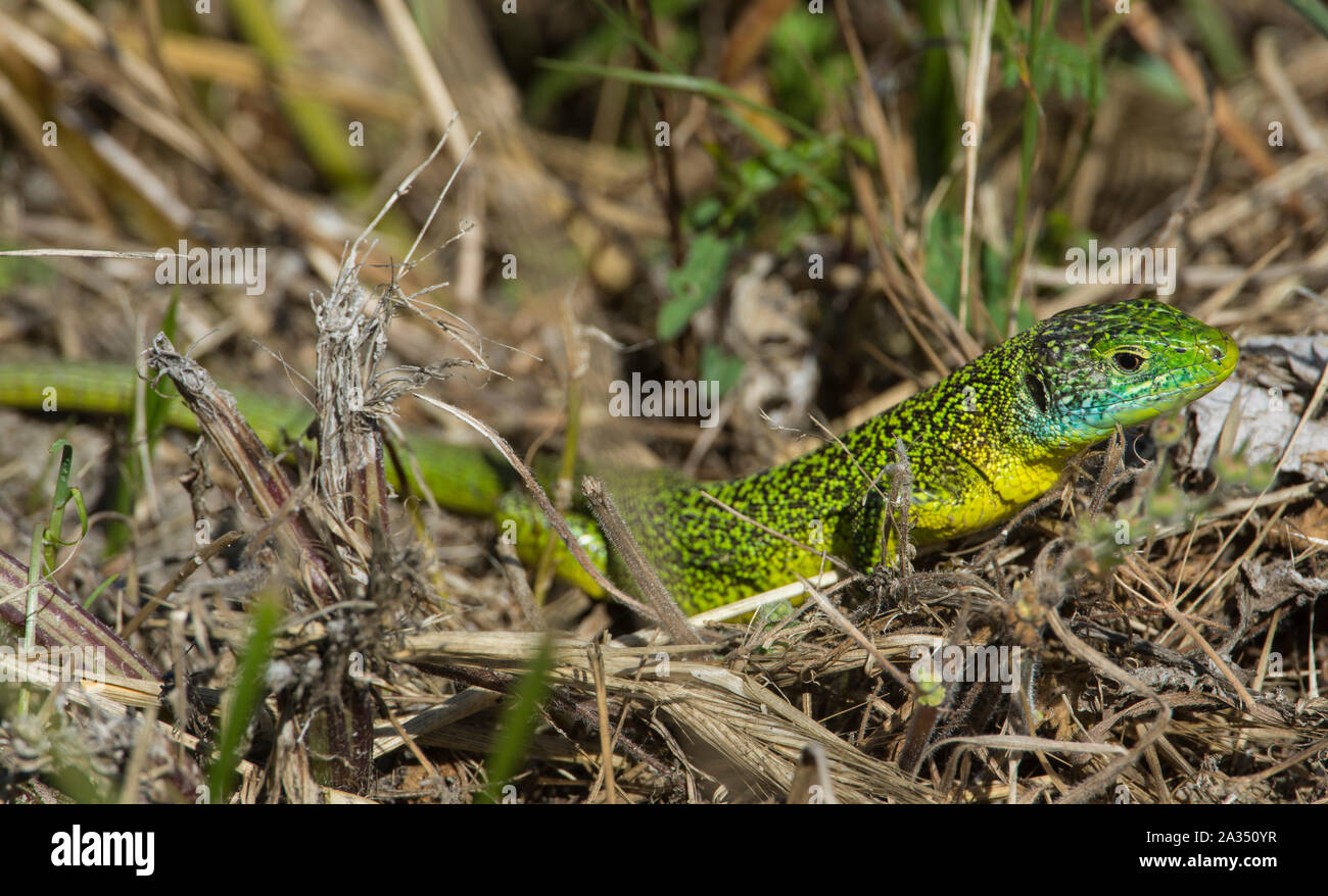 Male Western Green Lizard (Lacerta bilineata) basking in Cantabria ...