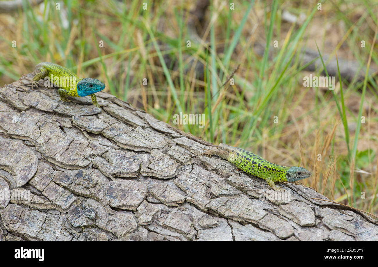 Female schreibers green lizard lacerta schreiberi hi-res stock ...