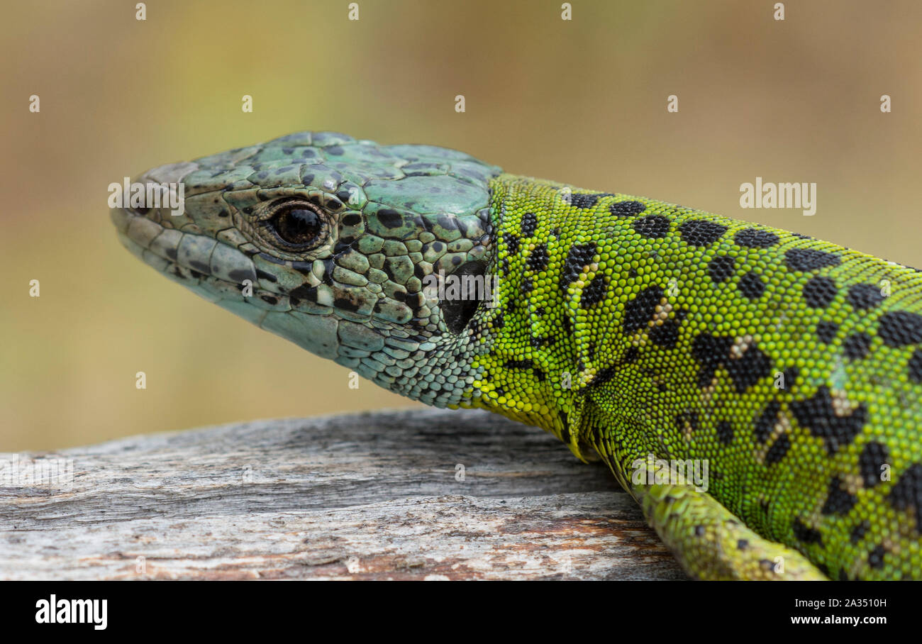 Female lizards hi-res stock photography and images - Alamy