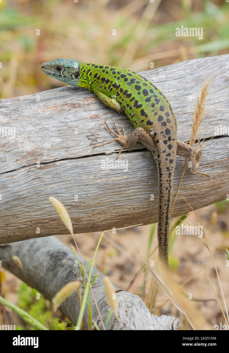 Female schreibers green lizard lacerta schreiberi hi-res stock ...
