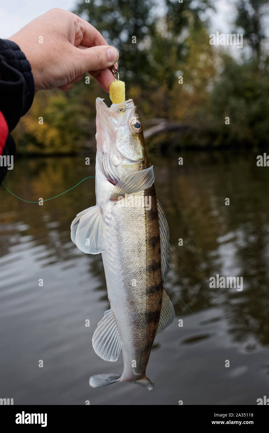 Russian Perch High Resolution Stock Photography and Images - Alamy