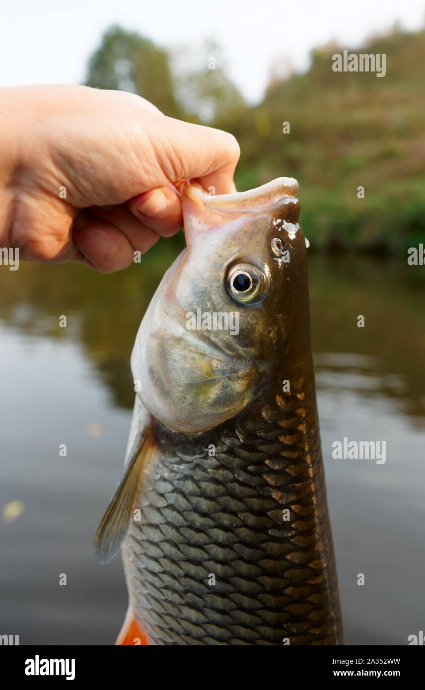 Yellow Chub High Resolution Stock Photography and Images - Alamy