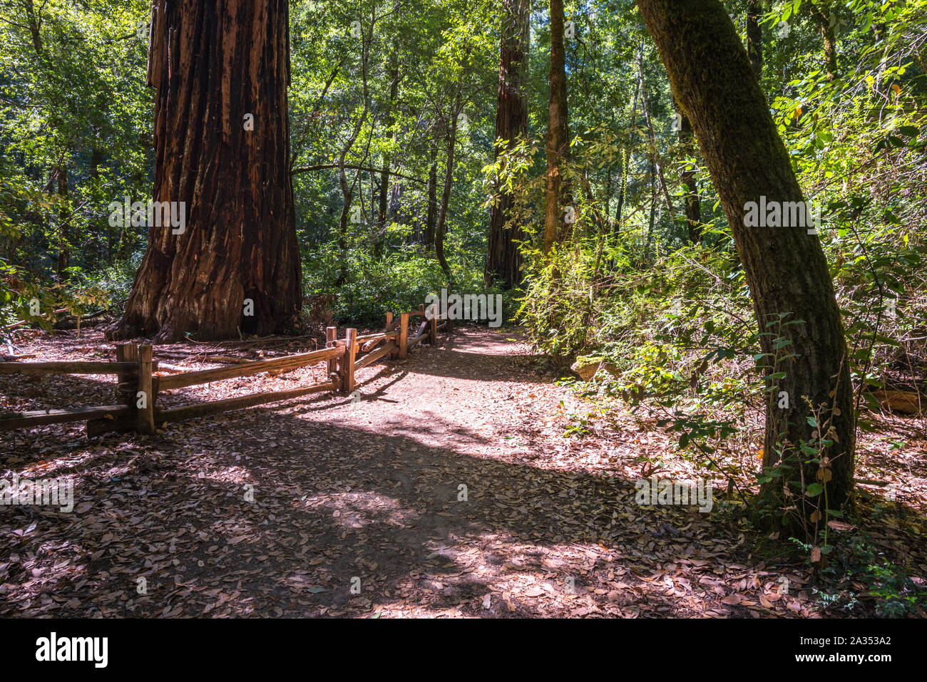 Big Basin Redwoods State Park. Santa Cruz county, California, USA Stock ...