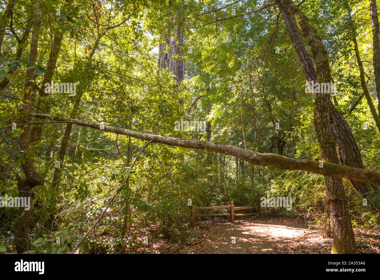 Big basin redwoods state park hi-res stock photography and images - Alamy