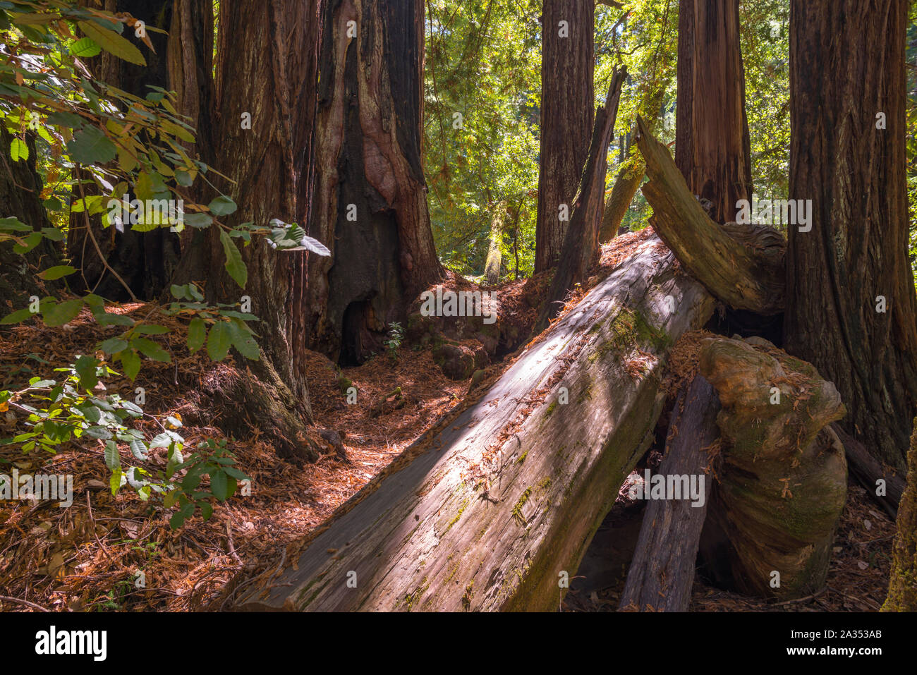 Big basin state park hi-res stock photography and images - Alamy