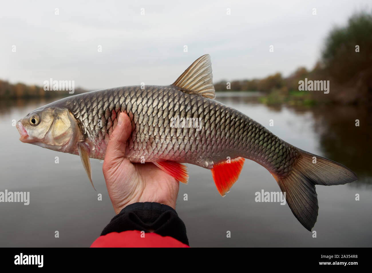 Yellow Chub High Resolution Stock Photography and Images - Alamy