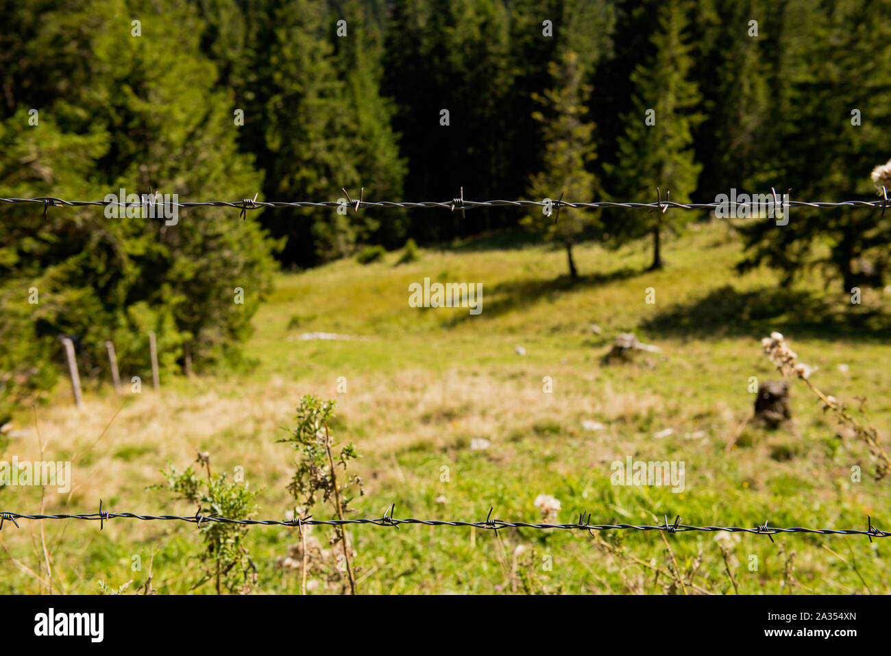 Barbed wire against the background of a forest landscape. Barbed Wire ...