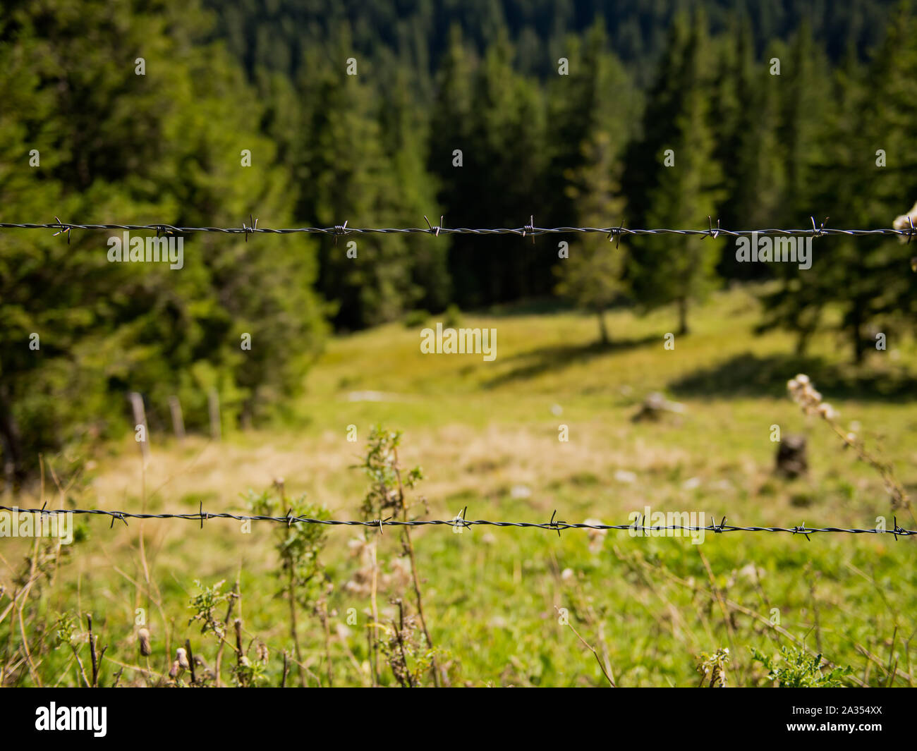 Barbed wire against the background of a forest landscape. Barbed Wire ...