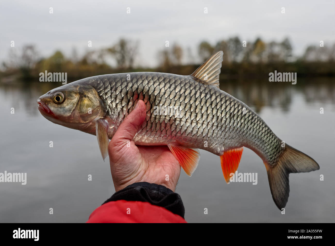 Chub in fisherman's hand, autumn catch Stock Photo - Alamy