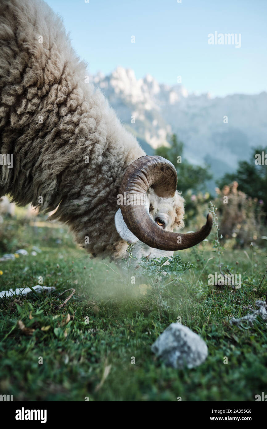 Rural grazing mountain peak farm hi-res stock photography and images ...