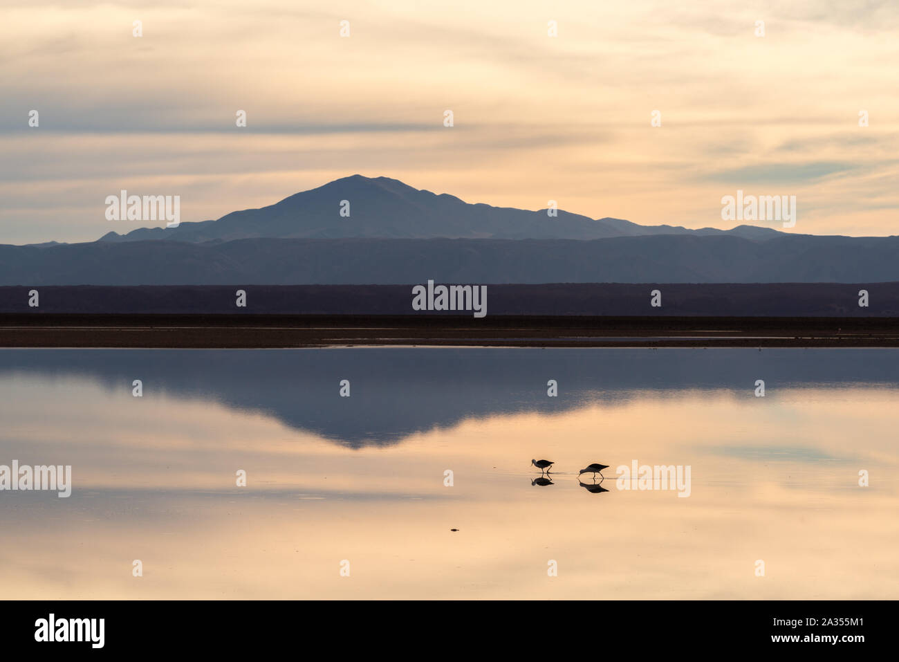 Andean Avocet (recurvirostra andina) birds in the Laguna de Chaxa ...